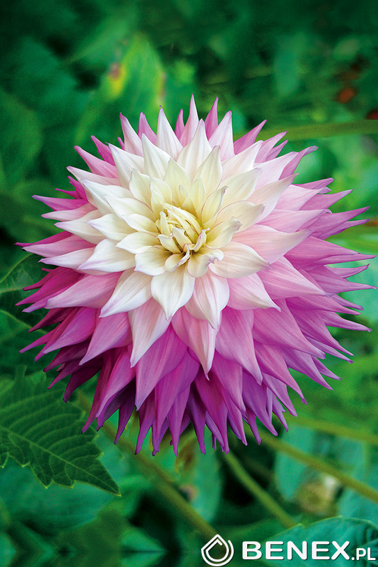 Showbox Dahlia - Dalia Talerzowa Showbox Dahlia - Dalia Talerzowa