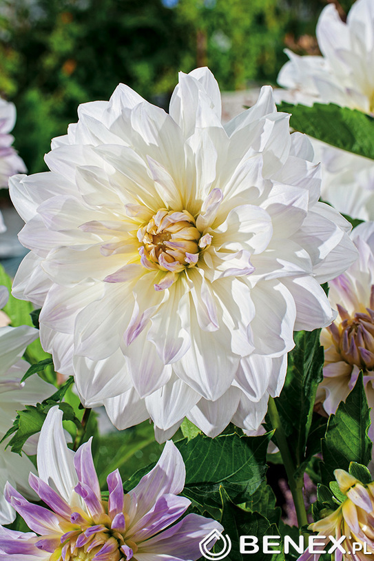 Showbox Dahlia - Dalia Talerzowa Showbox Dahlia - Dalia Talerzowa