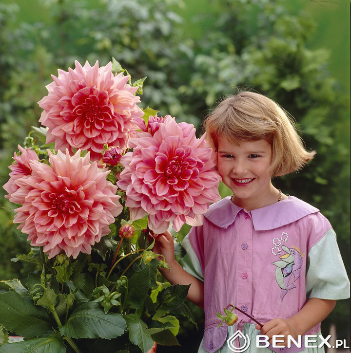 Showbox Dahlia - Dalia Talerzowa Showbox Dahlia - Dalia Talerzowa