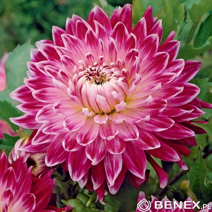 Showbox Dahlia - Dalia Talerzowa Showbox Dahlia - Dalia Talerzowa