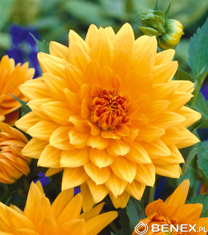 Showbox Dahlia - Dalia Talerzowa Showbox Dahlia - Dalia Talerzowa