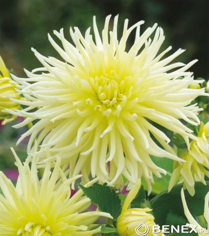 Dahlia - Dalia Yellow Star Wybór Dahlia - Dalia Yellow Star Wybór
