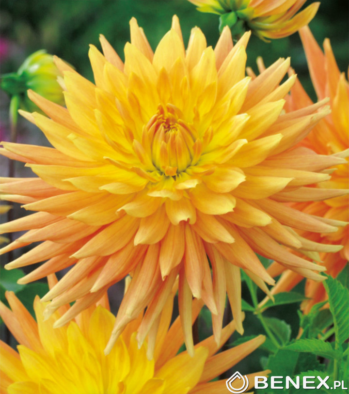 Dahlia - Dalia Gold Crown Wybór Dahlia - Dalia Gold Crown Wybór