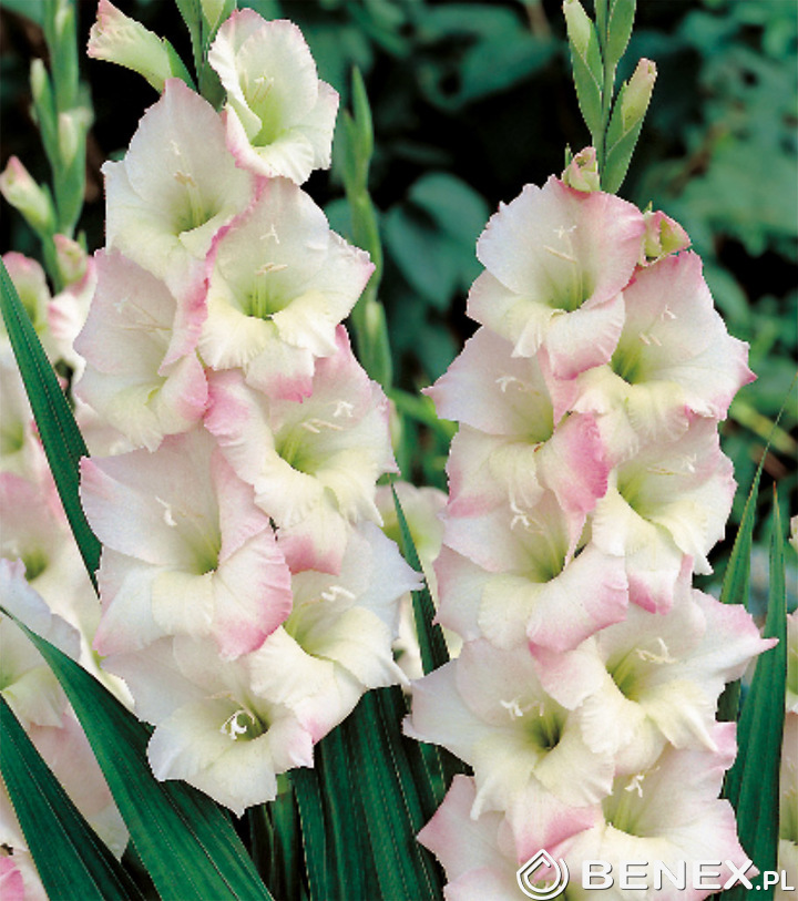 Gladiolus - Mieczyk Cream Perfection 12/14 1 Szt. - B2B Benex