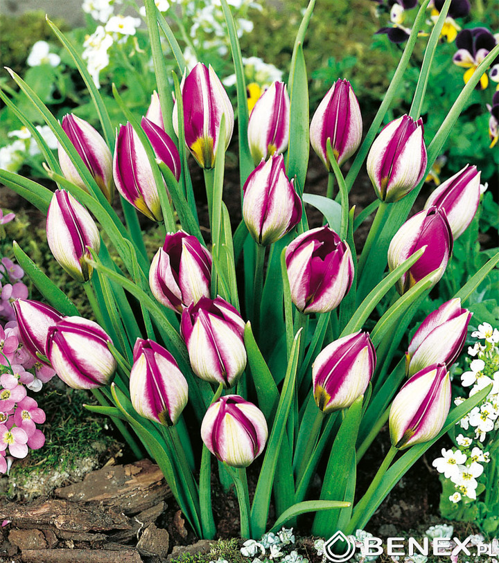Singiel Tulip - Tulipan Persian Pearl 6/+ 100 Szt. - B2B Benex